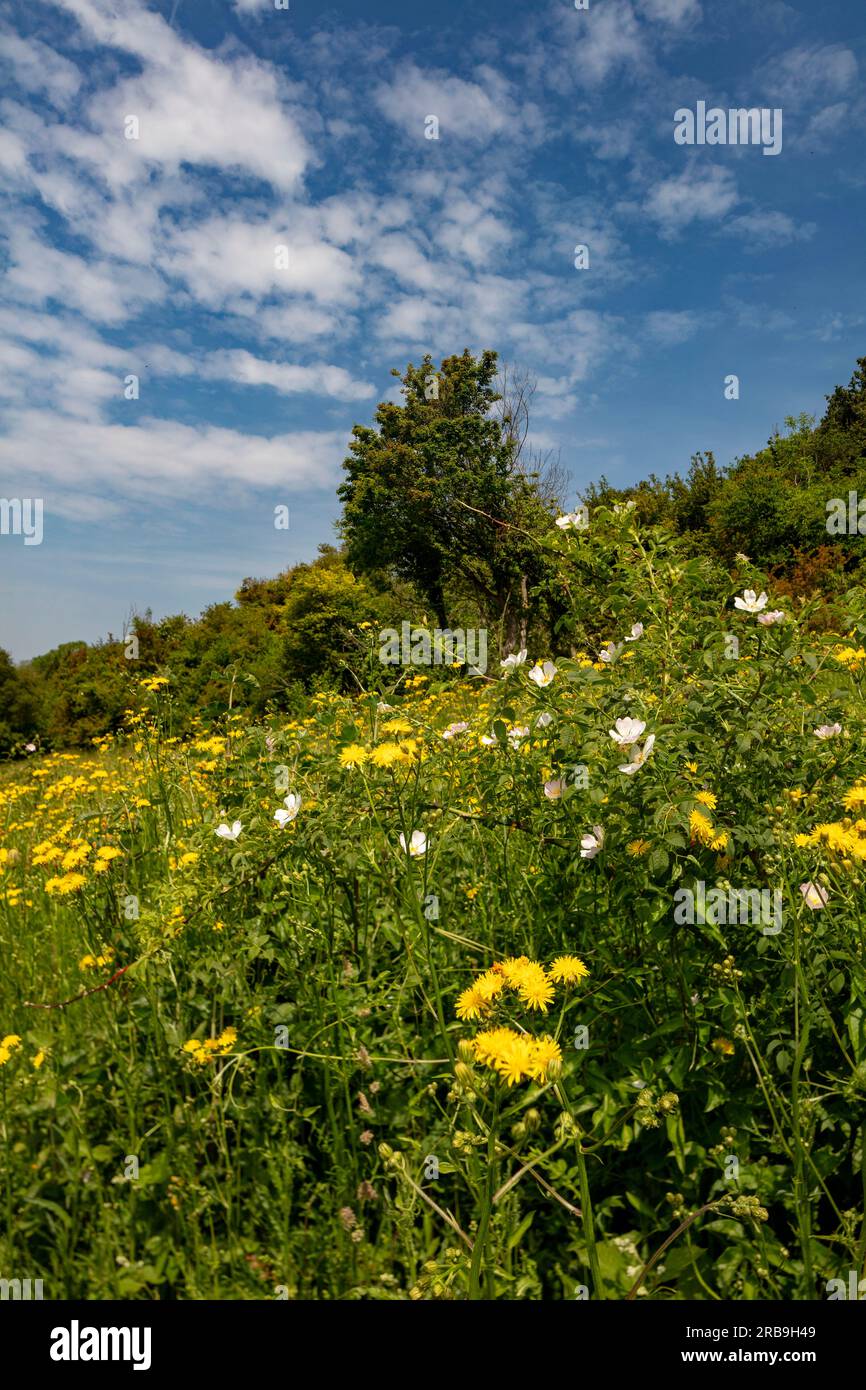 Environmentally important open space landscape in the Surrey Hills Area ...