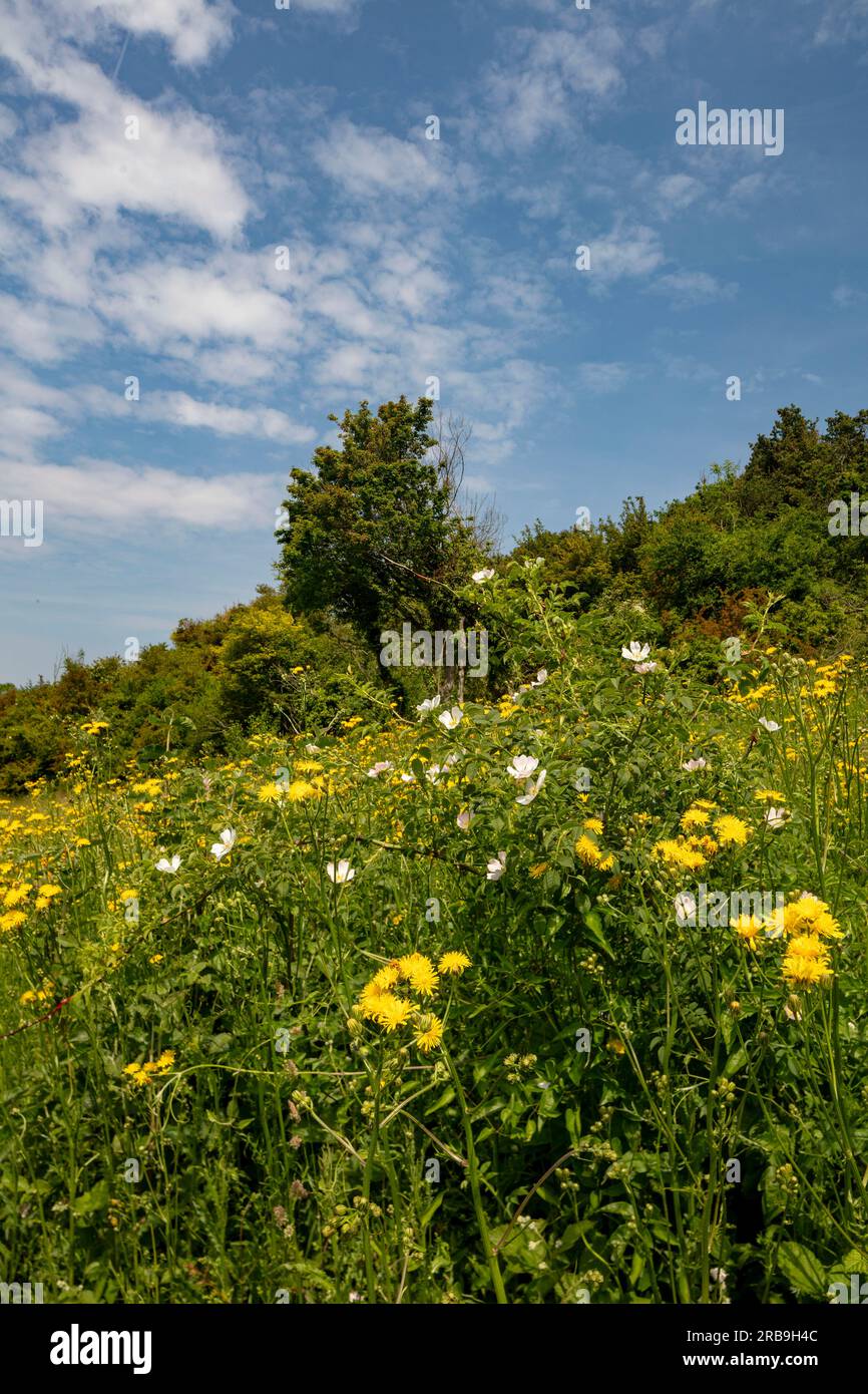 Environmentally important open space landscape in the Surrey Hills Area ...