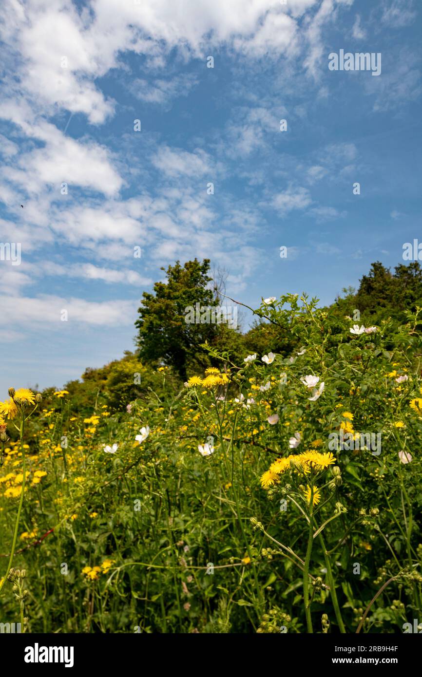 Environmentally important open space landscape in the Surrey Hills Area ...