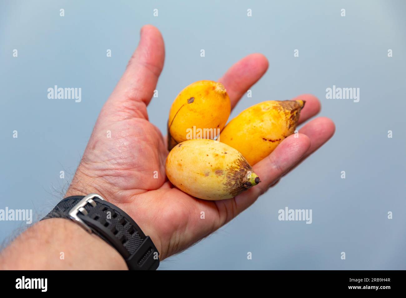 Rare ripe tropical palm fruit of unlocated botanical species. exotic ...