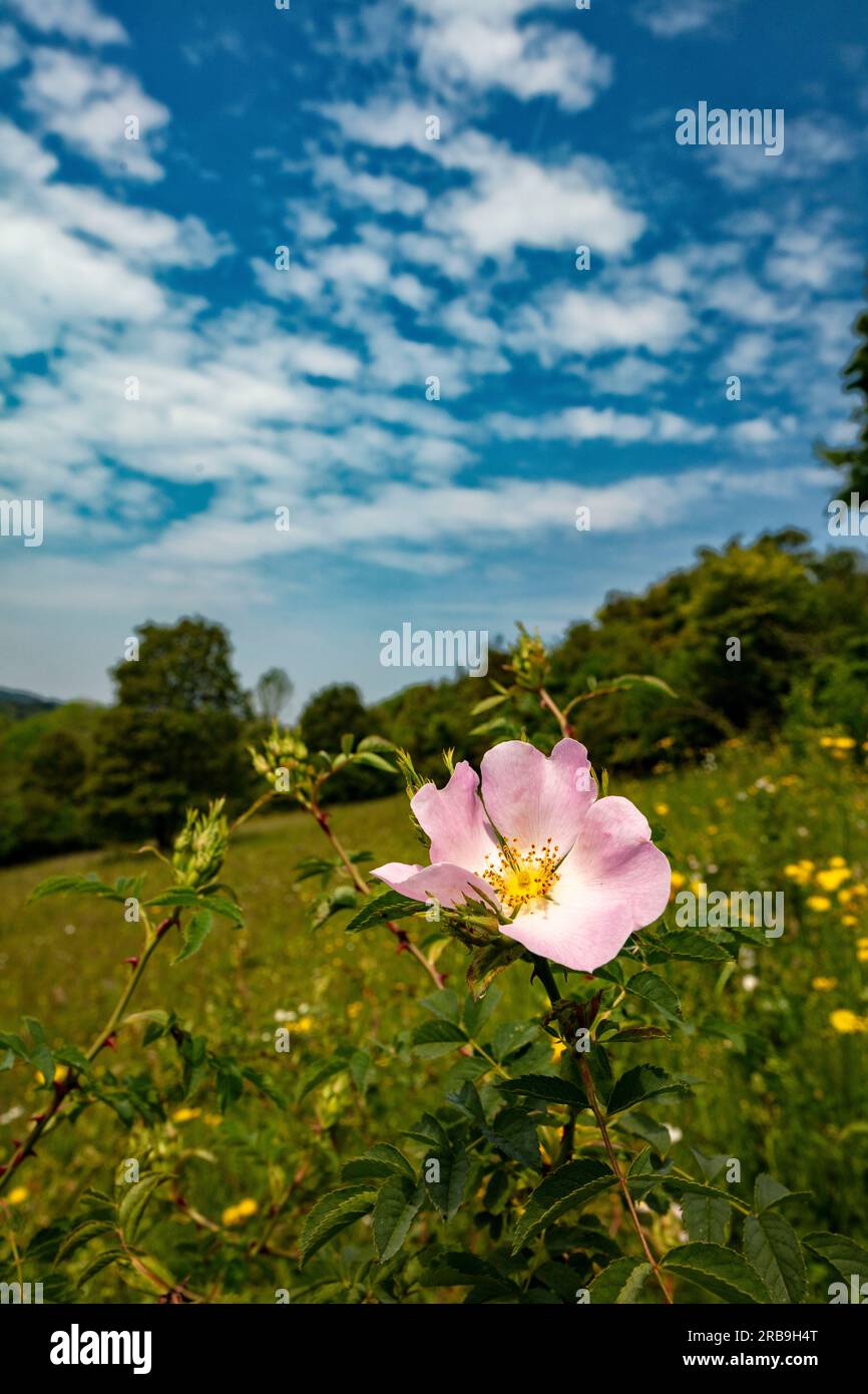 Natural summer sunshine portraits of wild rose, Rosa canina, the dog ...