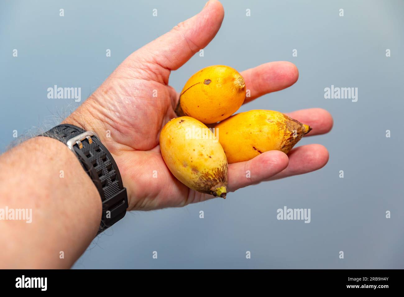 Rare ripe tropical palm fruit of unlocated botanical species. exotic ...