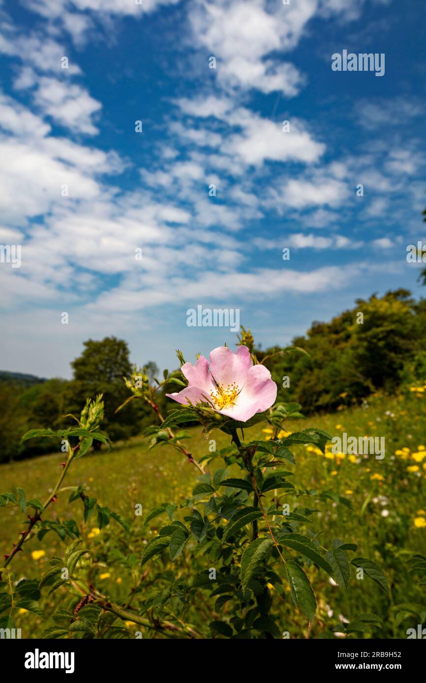 Natural summer sunshine portraits of wild rose, Rosa canina, the dog ...