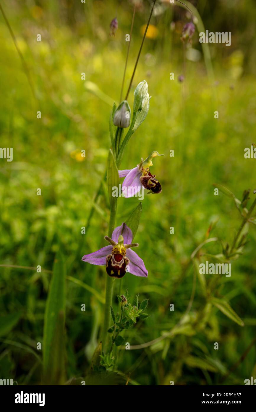 Tremendously beautiful bee flower, Ophrys apifera, bee orchid ...