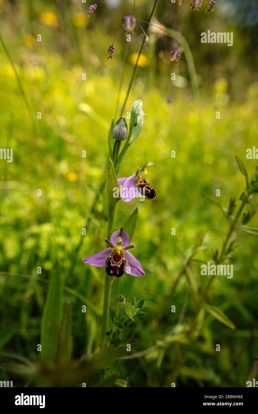 Tremendously beautiful bee flower, Ophrys apifera, bee orchid ...
