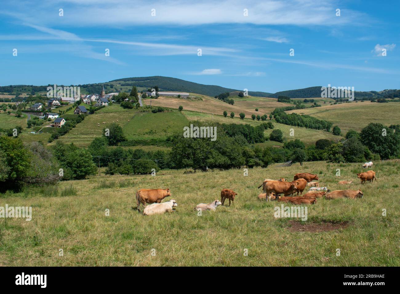 Herd of cows and calves in the Aubrac region of Aveyron, France Stock ...