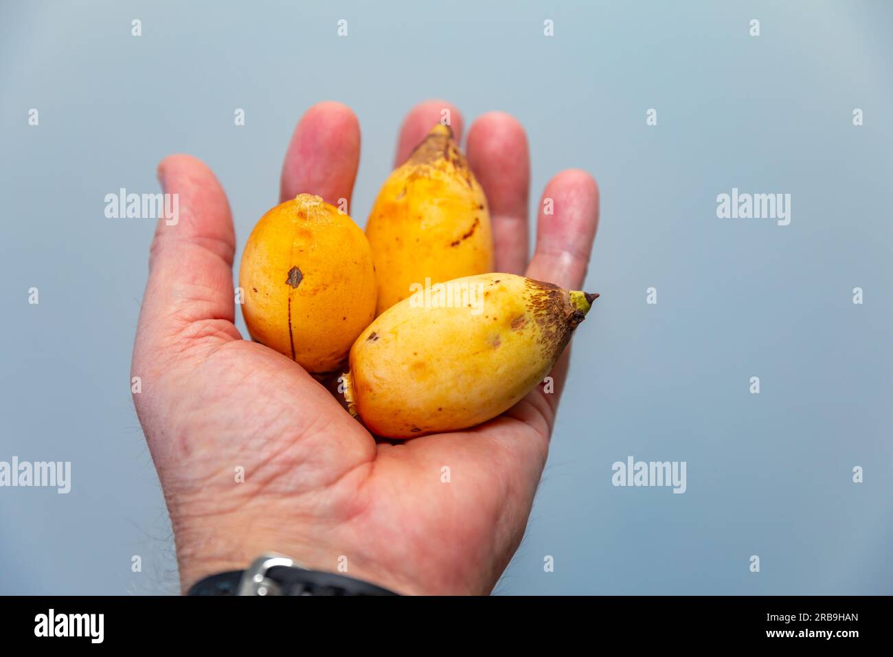 Rare ripe tropical palm fruit of unlocated botanical species. exotic ...
