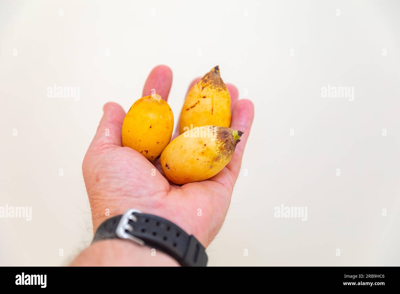 Rare ripe tropical palm fruit of unlocated botanical species. exotic ...