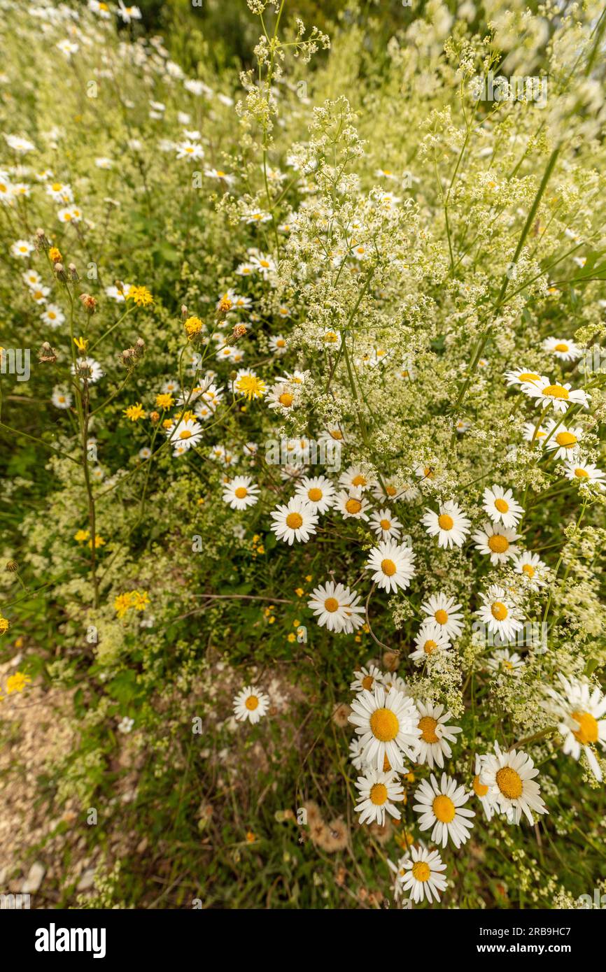 Natural semi close up environmental plant portrait showing intimate ...