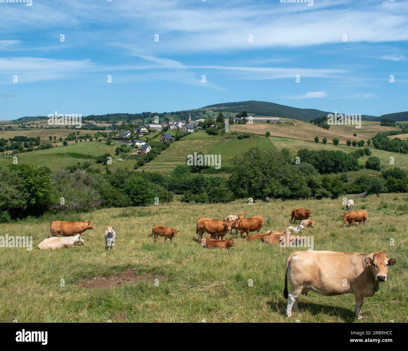 Herd of cows and calves in the Aubrac region of Aveyron, France Stock ...