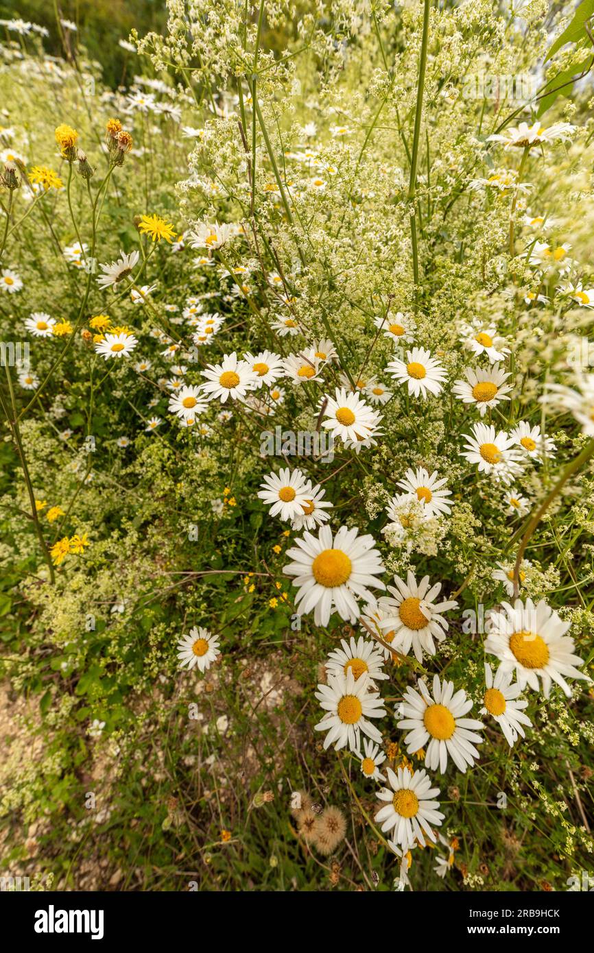 Natural semi close up environmental plant portrait showing intimate ...