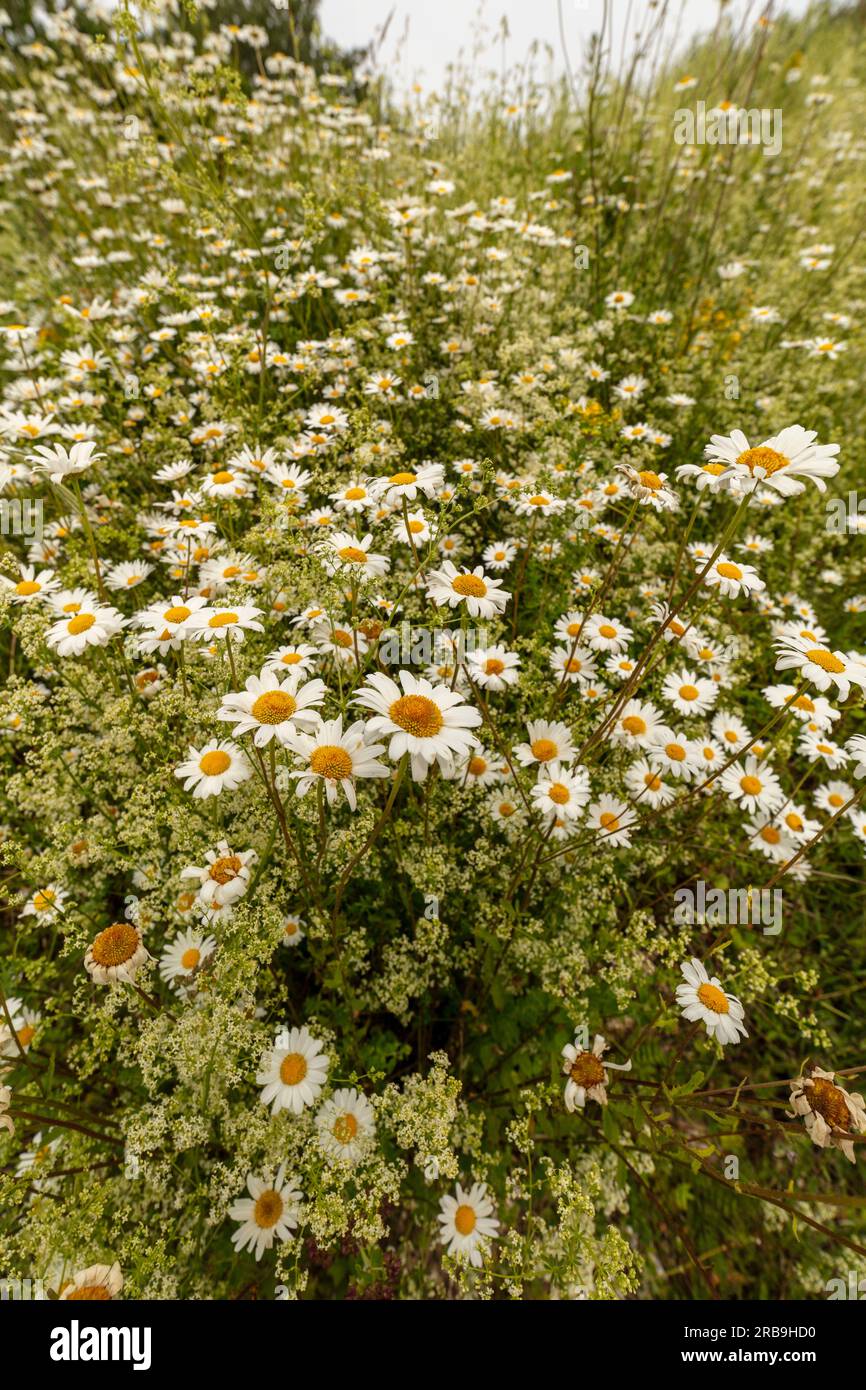 Natural semi close up environmental plant portrait showing intimate ...