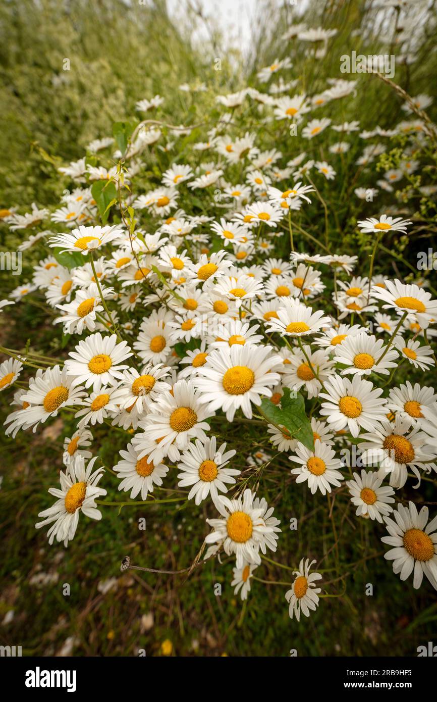 Natural semi close up environmental plant portrait showing intimate ...