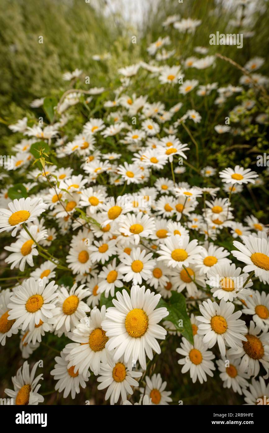 Natural semi close up environmental plant portrait showing intimate ...