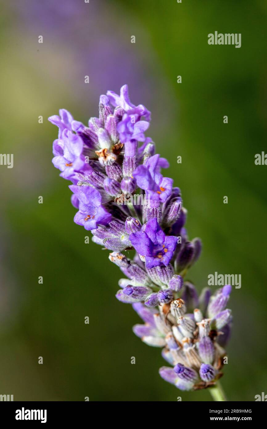 Natural very close up flowering plant portrait of aromatic Lavender ...