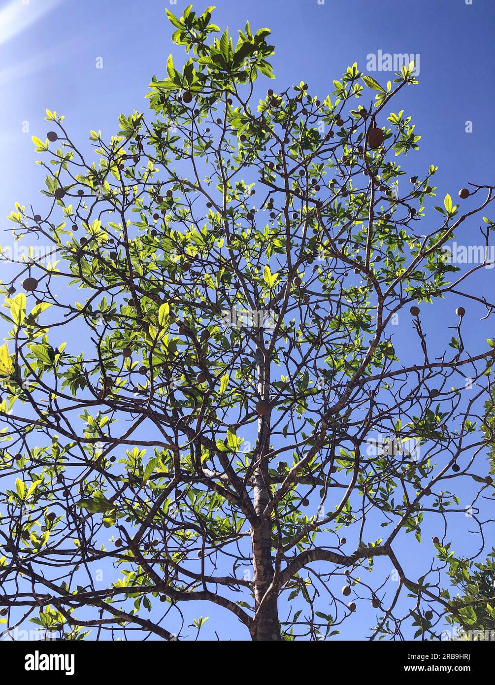 Brazilian Jenipapo (Genipa americana) is the fruit of the jenipapo tree ...
