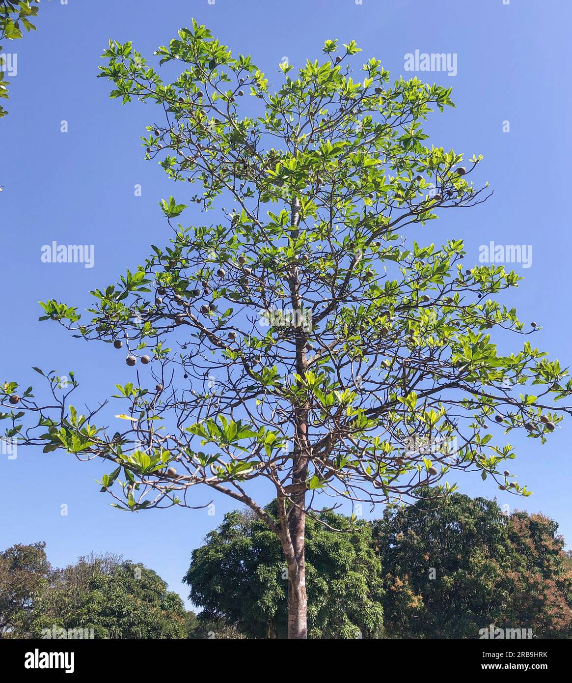 Brazilian Jenipapo (Genipa americana) is the fruit of the jenipapo tree ...