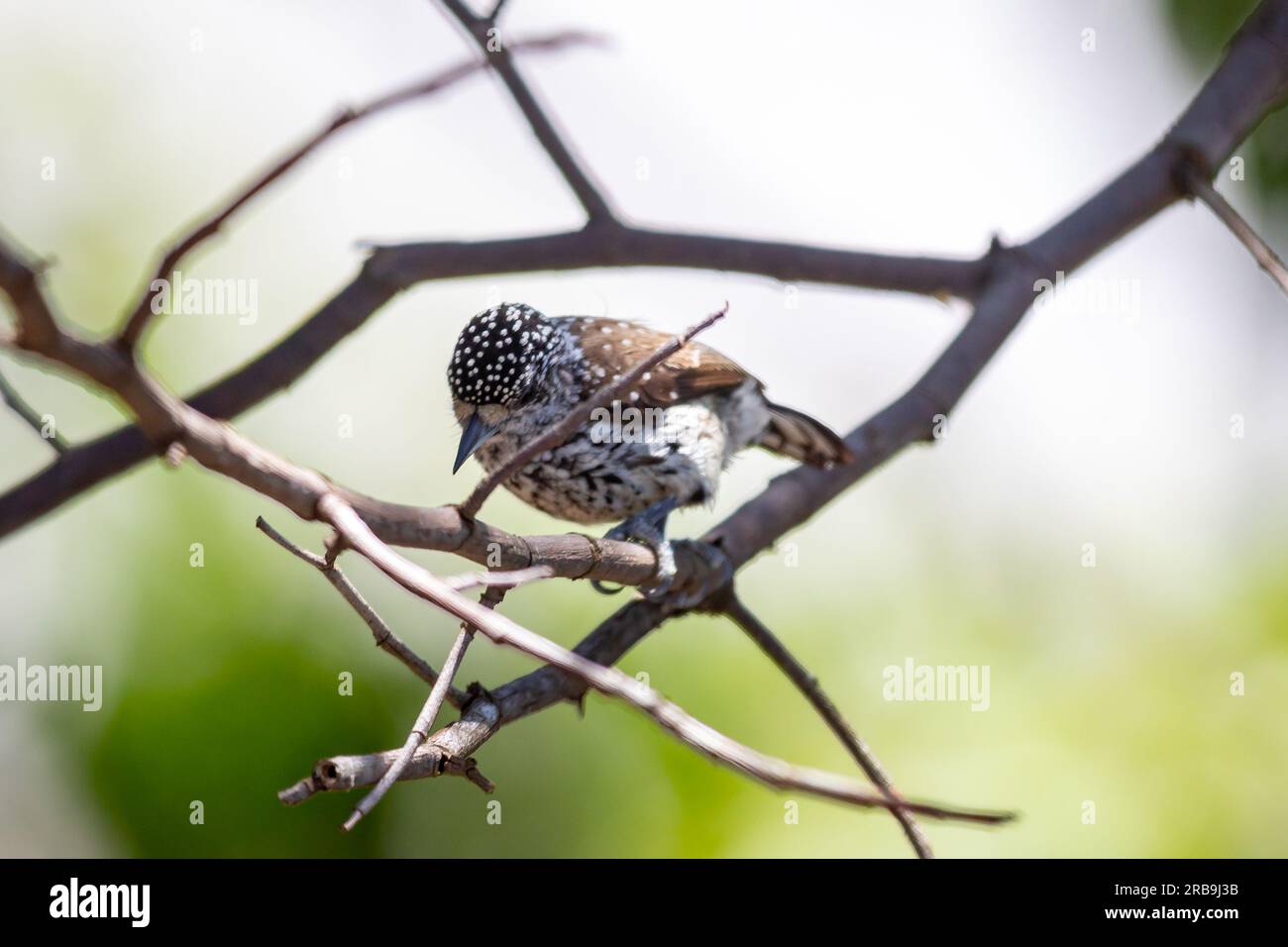 The smallest woodpecker in the world, Brazilian dwarf woodpecker ...
