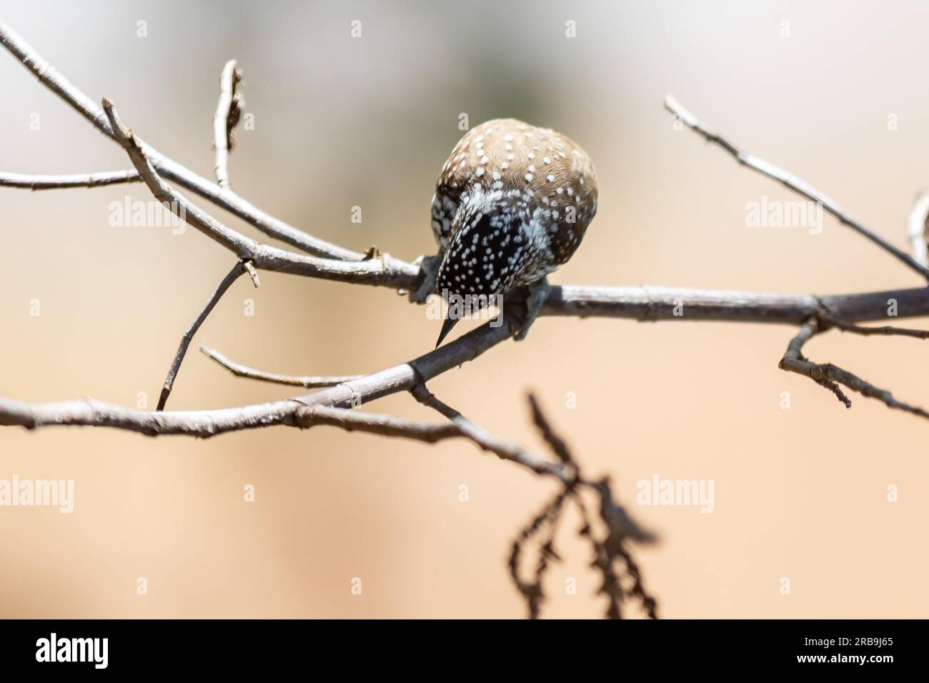 The smallest woodpecker in the world, Brazilian dwarf woodpecker ...