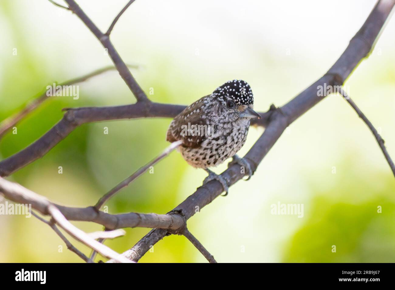 The smallest woodpecker in the world, Brazilian dwarf woodpecker ...