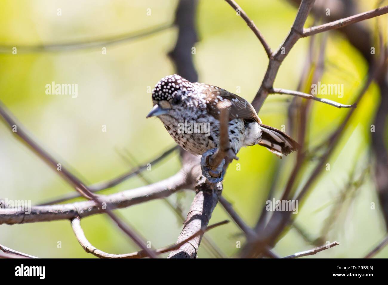 The smallest woodpecker in the world, Brazilian dwarf woodpecker ...