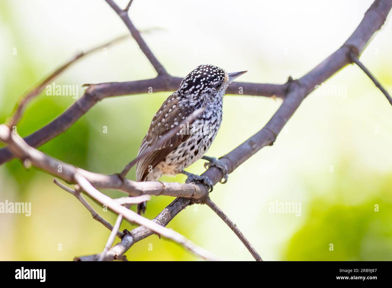The smallest woodpecker in the world, Brazilian dwarf woodpecker ...