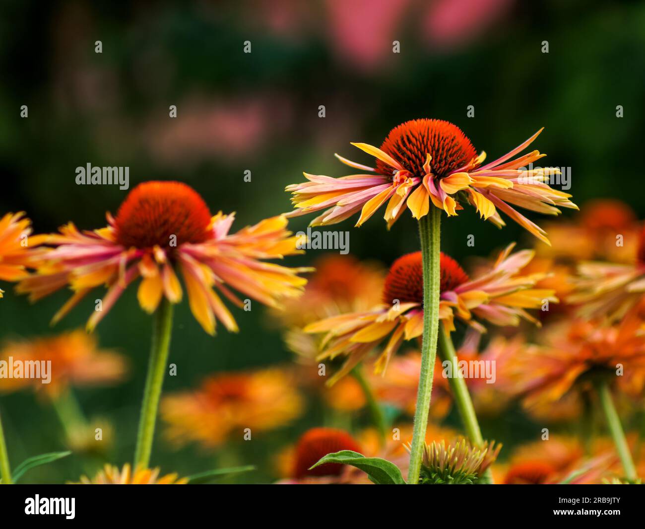 colorful echinacea in a natural environment, in full bloom from a close ...