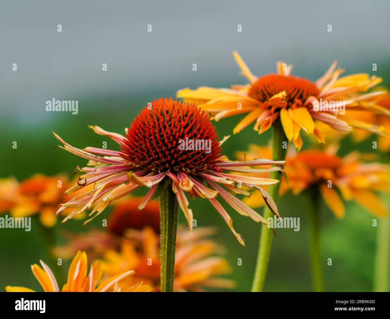 colorful echinacea in a natural environment, in full bloom from a close ...