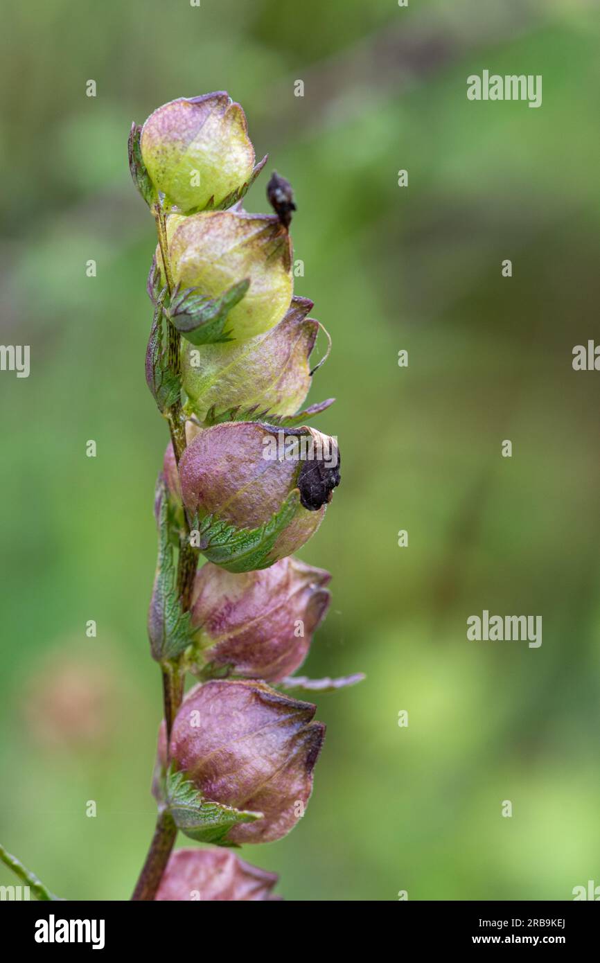 Yellow rattle (Rhinanthus minor) seed pods containing the seeds, semi ...