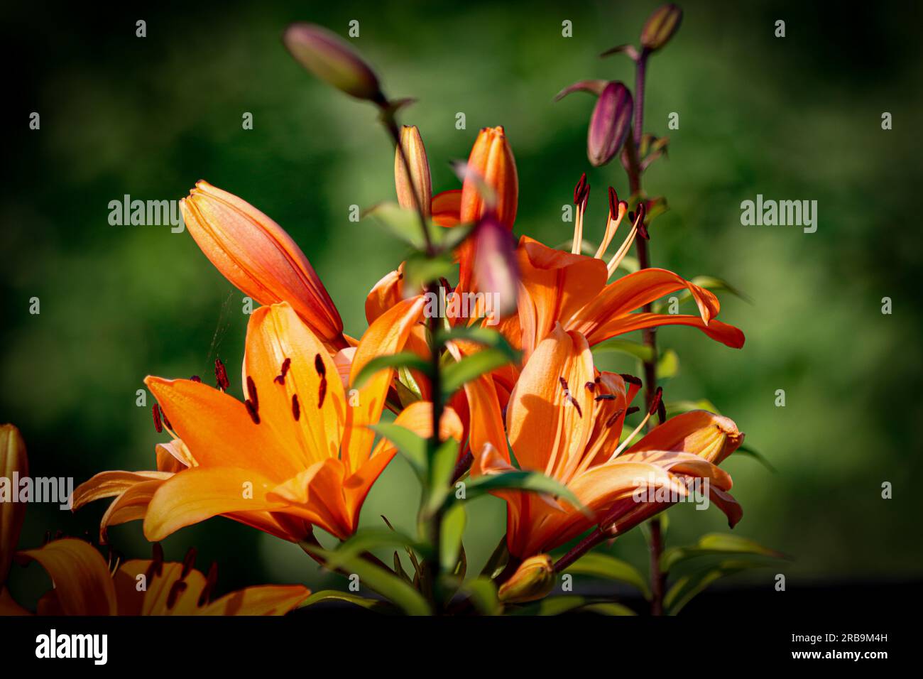 Axillary flowers hi-res stock photography and images - Alamy