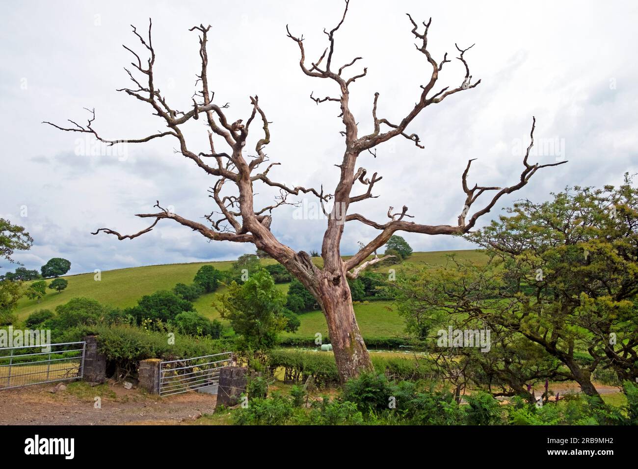 Oak tree Carmarthenshire Wales UK Great Britain 2023 KATHY DEWITT Stock ...