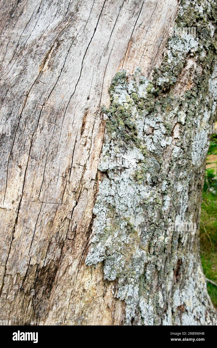 Oak tree disease Carmarthenshire Wales UK Great Britain 2023 KATHY ...