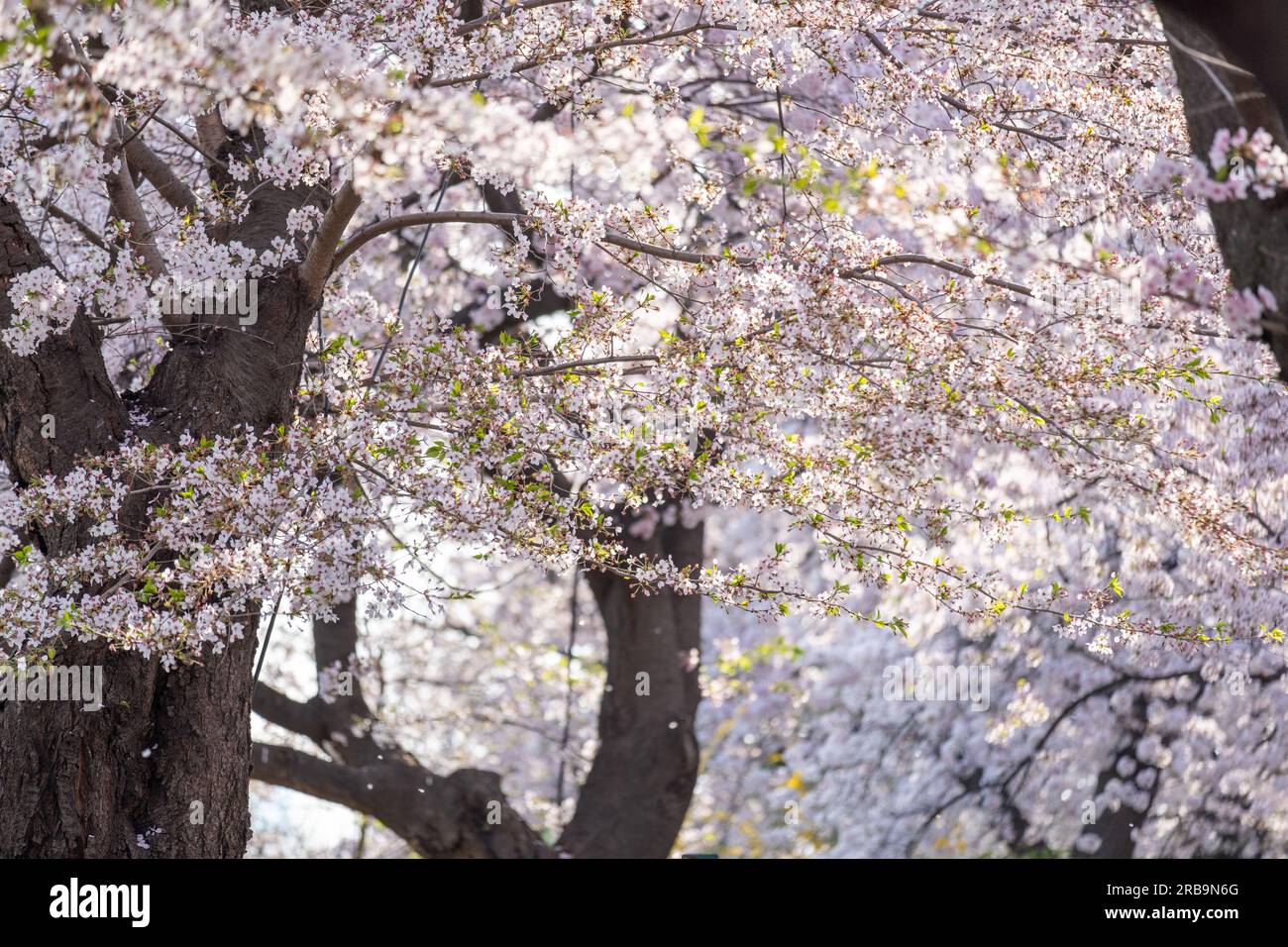 Cherry Blossoms in spring with Soft focus, at Yeongdeungpo Yeouido ...