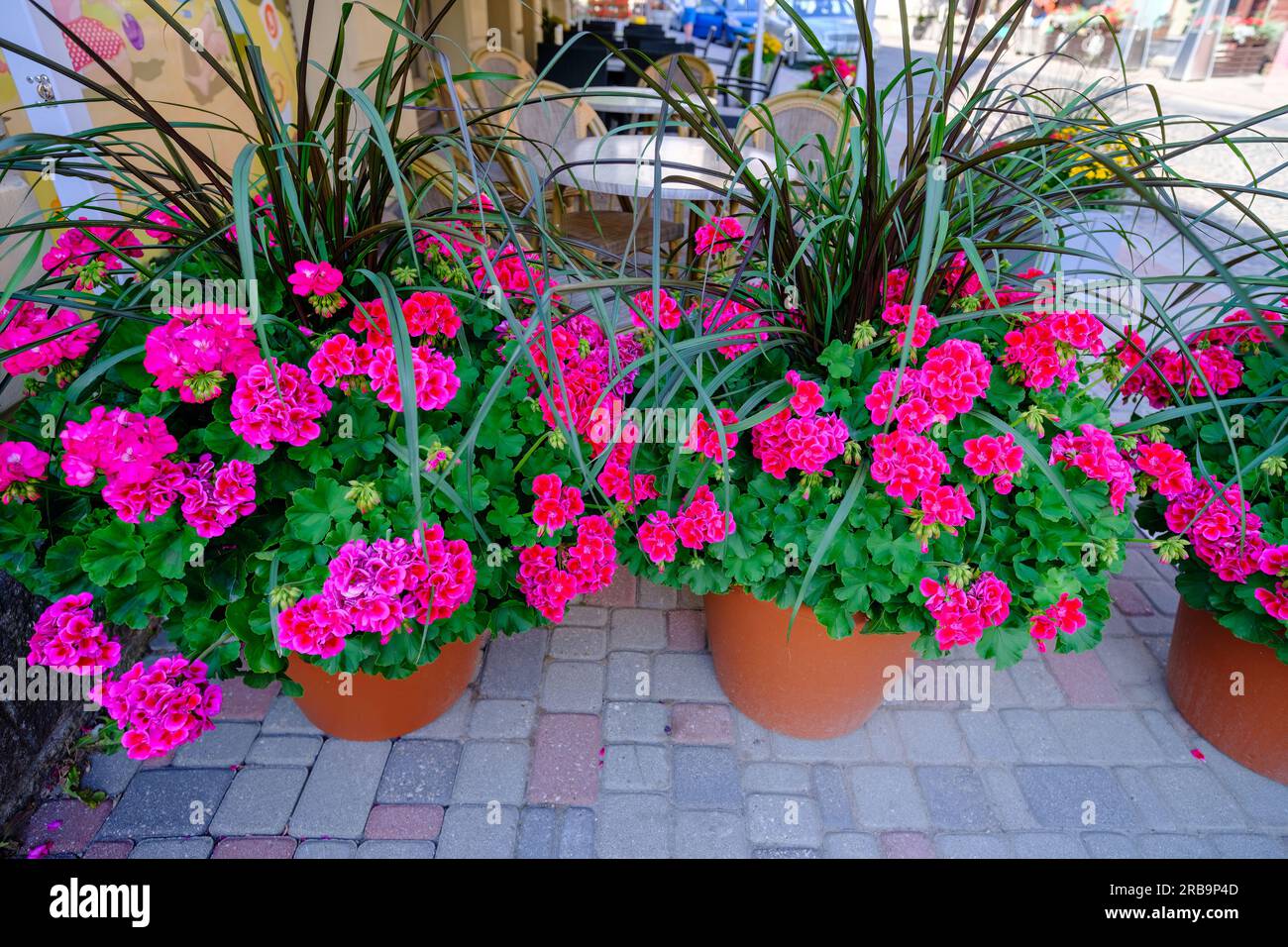 Beautiful view of different outdoor flowers. Beautiful colorful nature ...