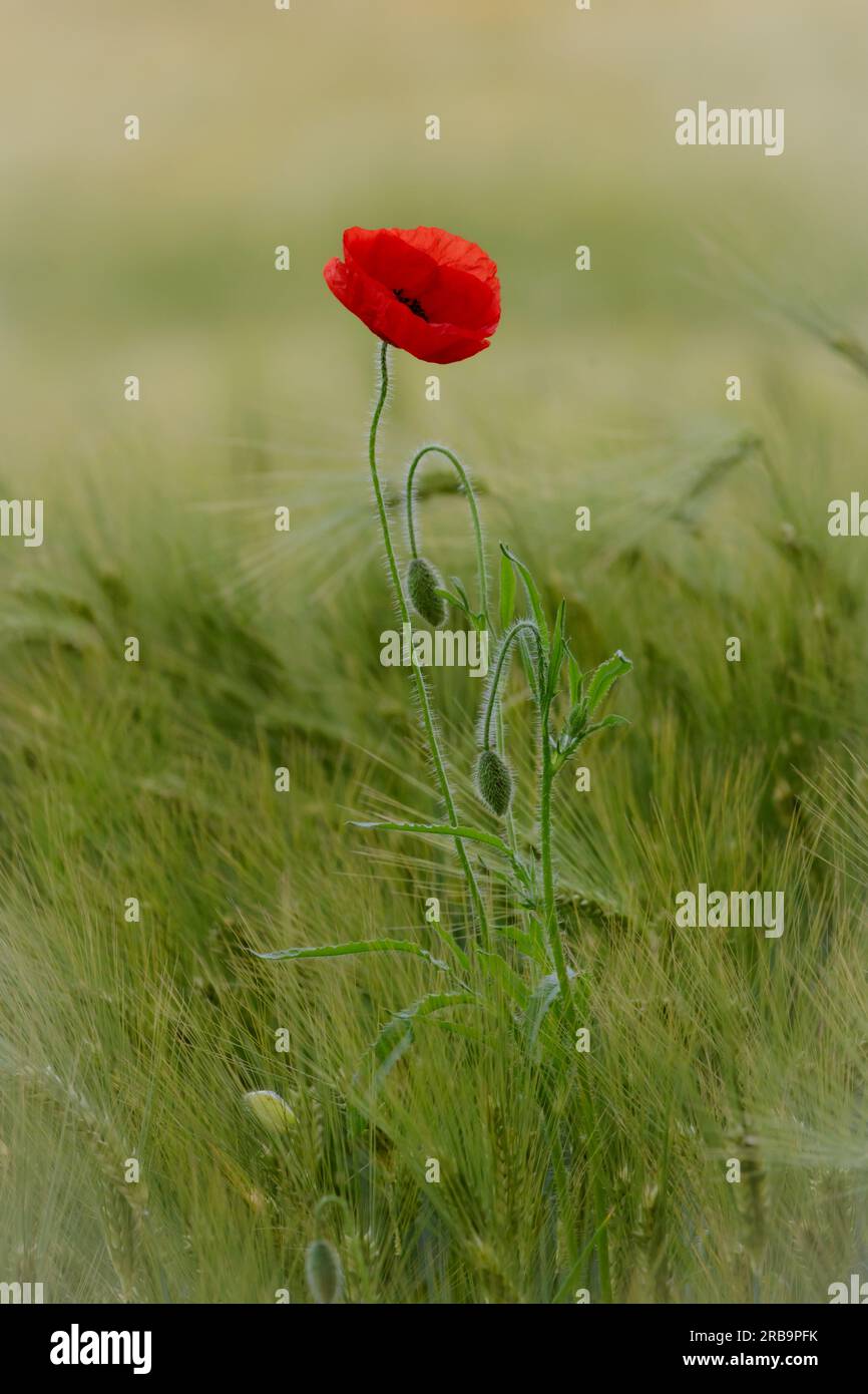 English poppy field hi-res stock photography and images - Alamy