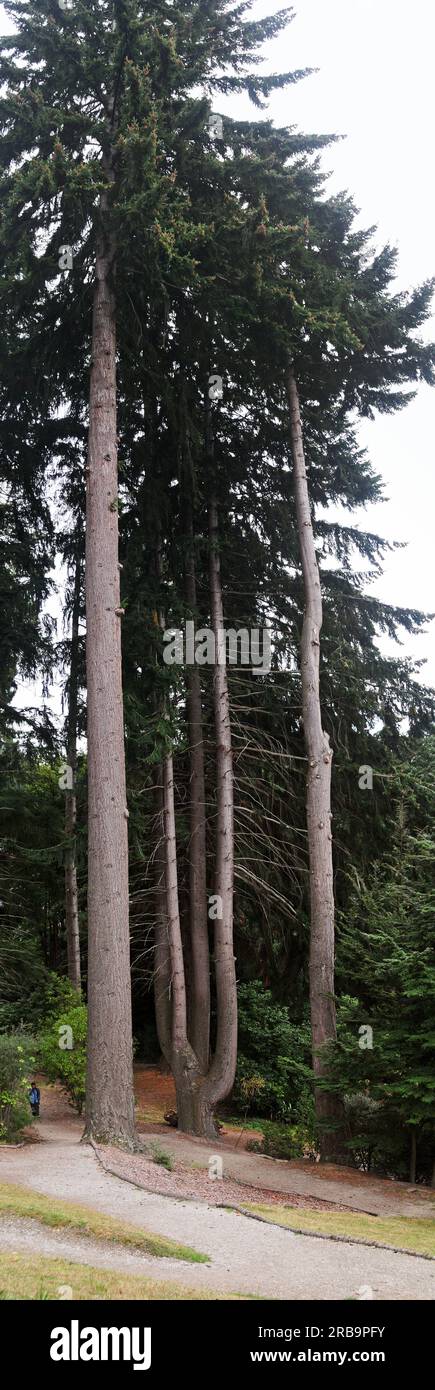 Vertical Panorama - Tall Trees in Queensland, New Zealand Stock Photo ...