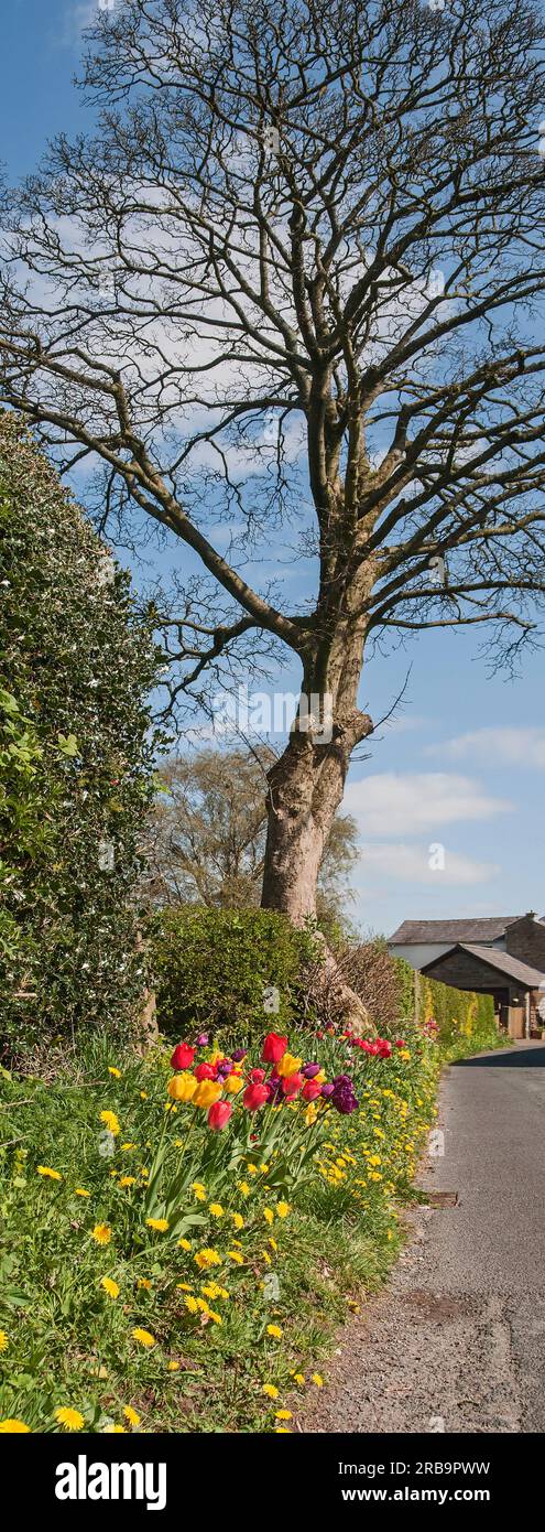Vertical Panorama - Spring flowers in the village of Brindle ...