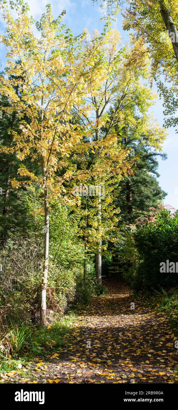 Vertical Panorama - Autumn colours - Bodenham Arboretum - falling ...