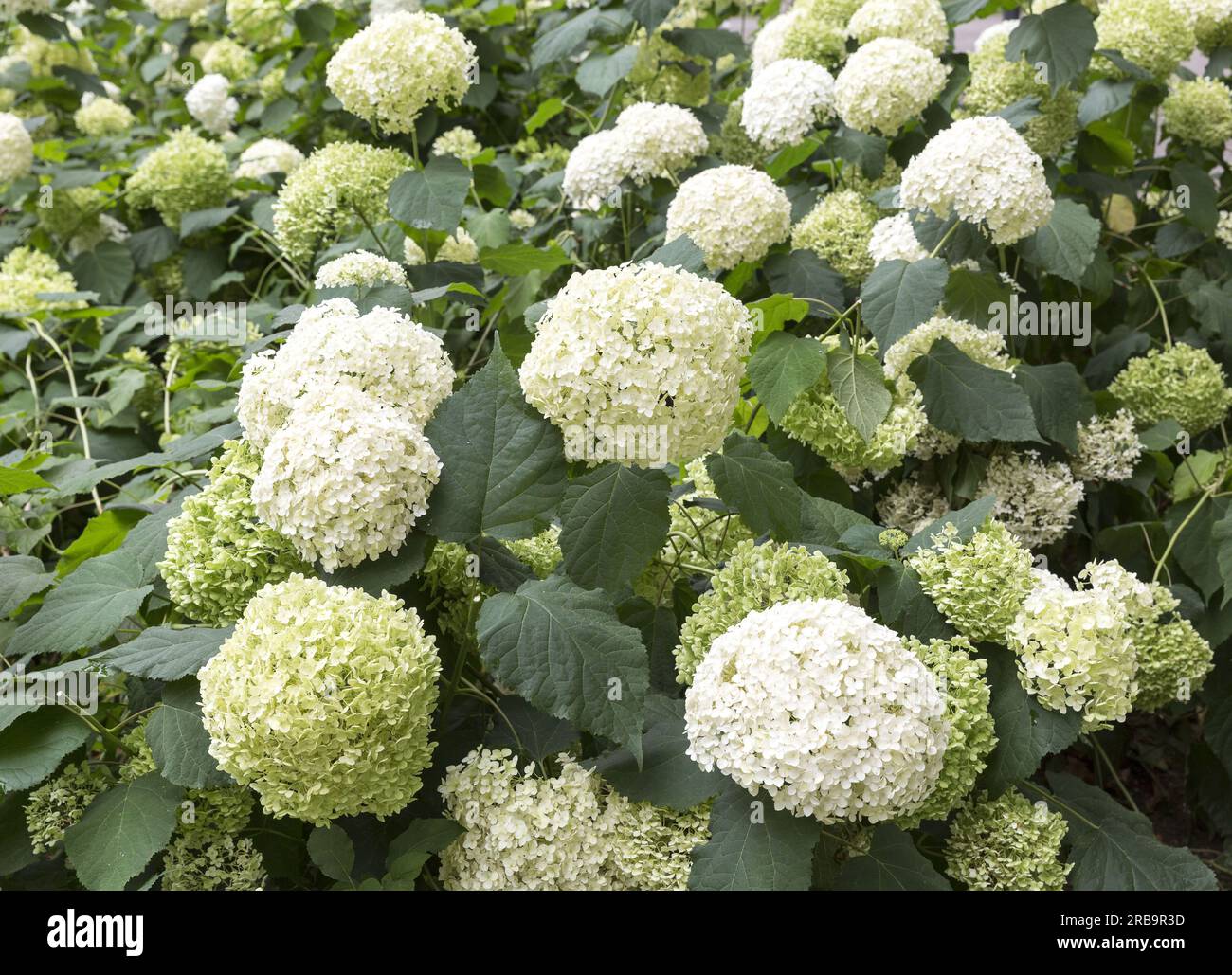 Hortensia plant flowers Stock Photo - Alamy