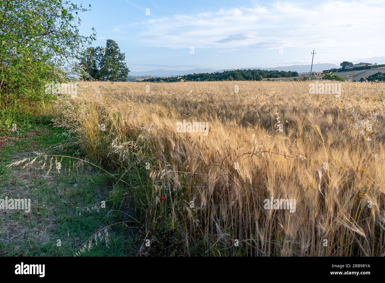 Wheat field outside city hi-res stock photography and images - Alamy