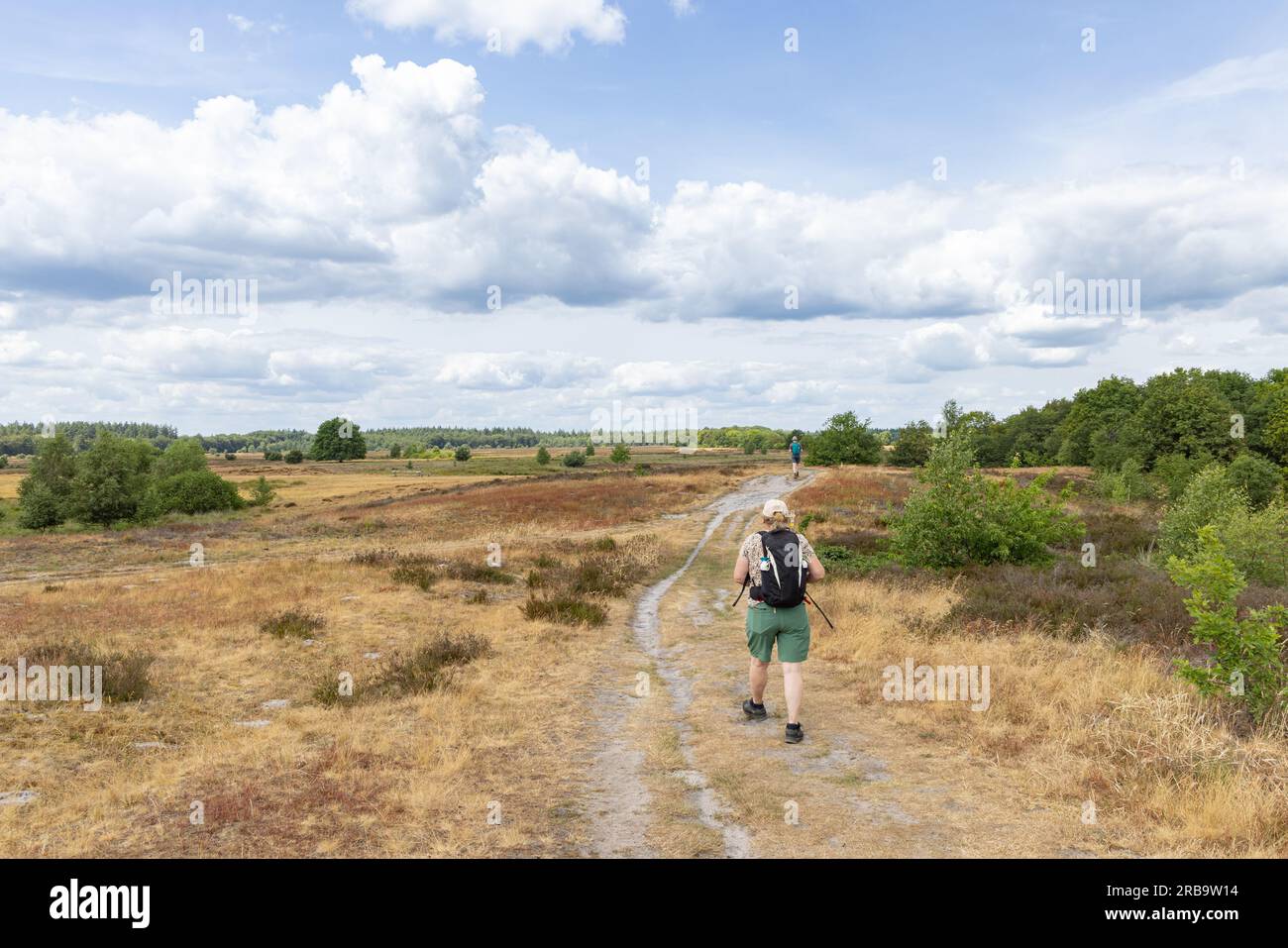 Hiking the Drenthe trail along heathland in nature park Molenveld in ...