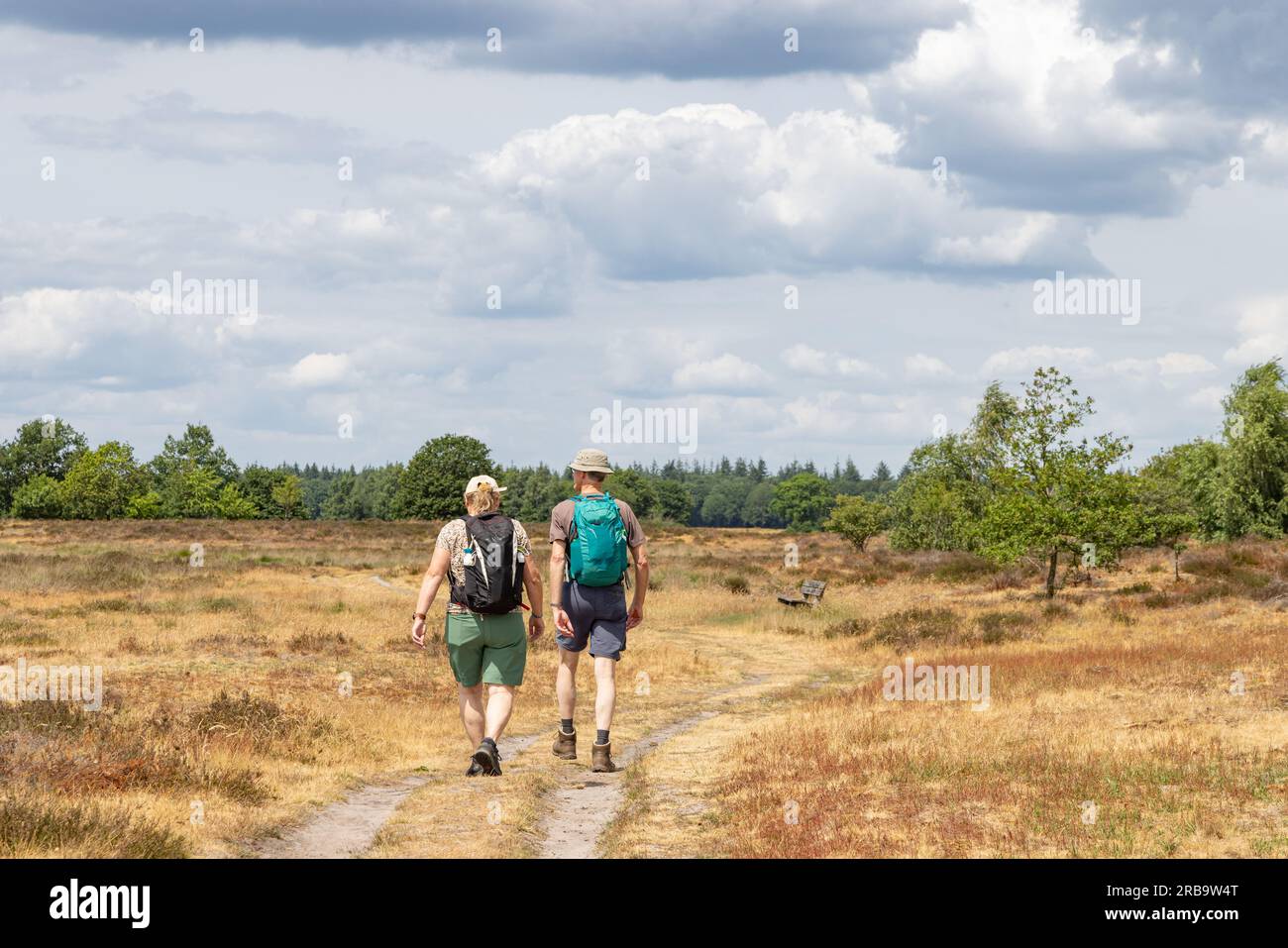 Hiking the Drenthe trail along heathland in nature park Molenveld in ...