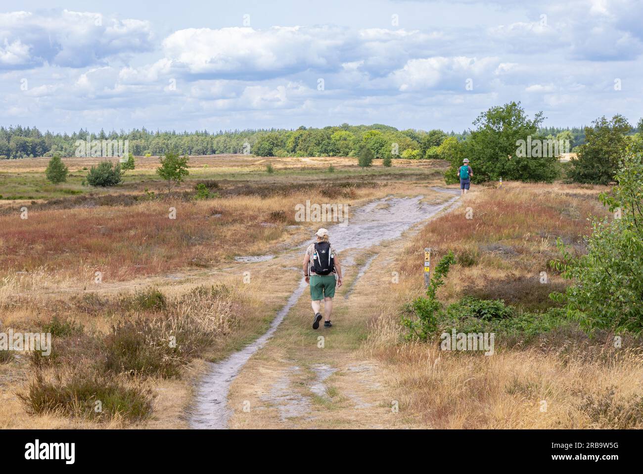 Hiking the Drenthe trail along heathland in nature park Molenveld in ...
