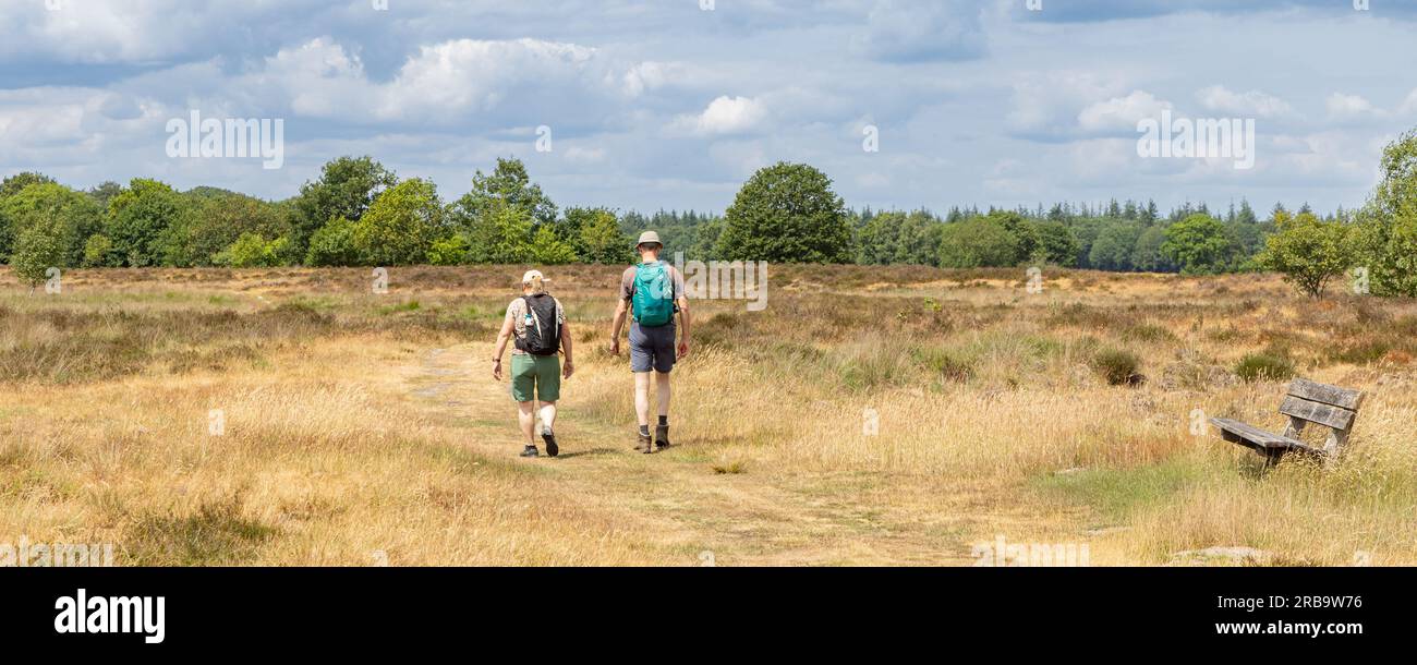Hiking the Drenthe trail along heathland in nature park Molenveld in ...