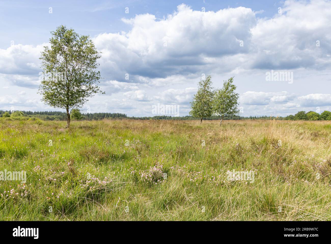 Heathland with pink erica tetralix in nature park Molenveld in Exloo ...