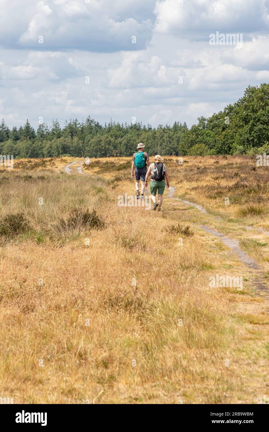 Hiking the Drenthe trail along heathland in nature park Molenveld in ...