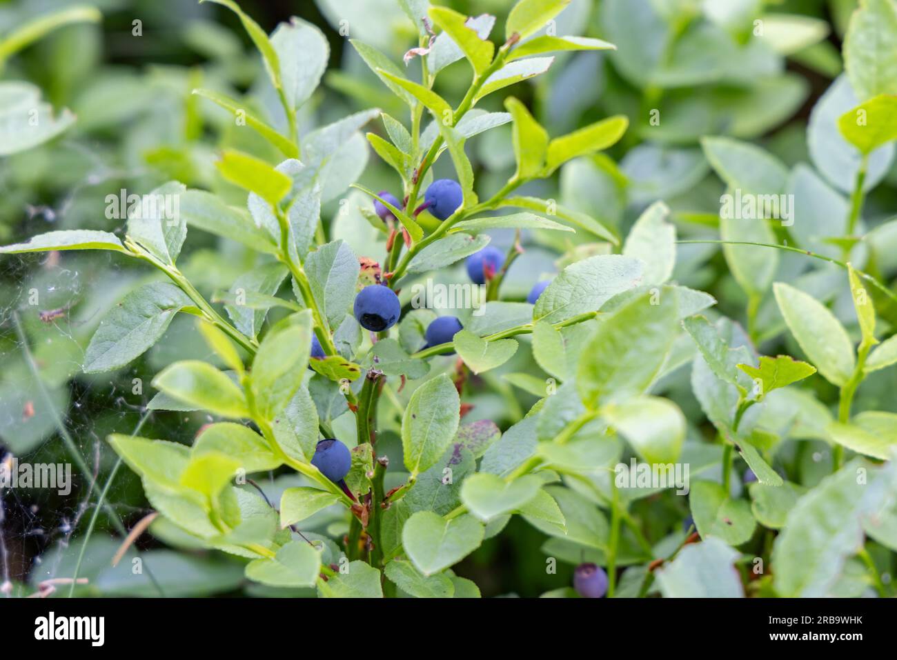 Blueberry along the woods in nature park Molenveld in Exloo ...