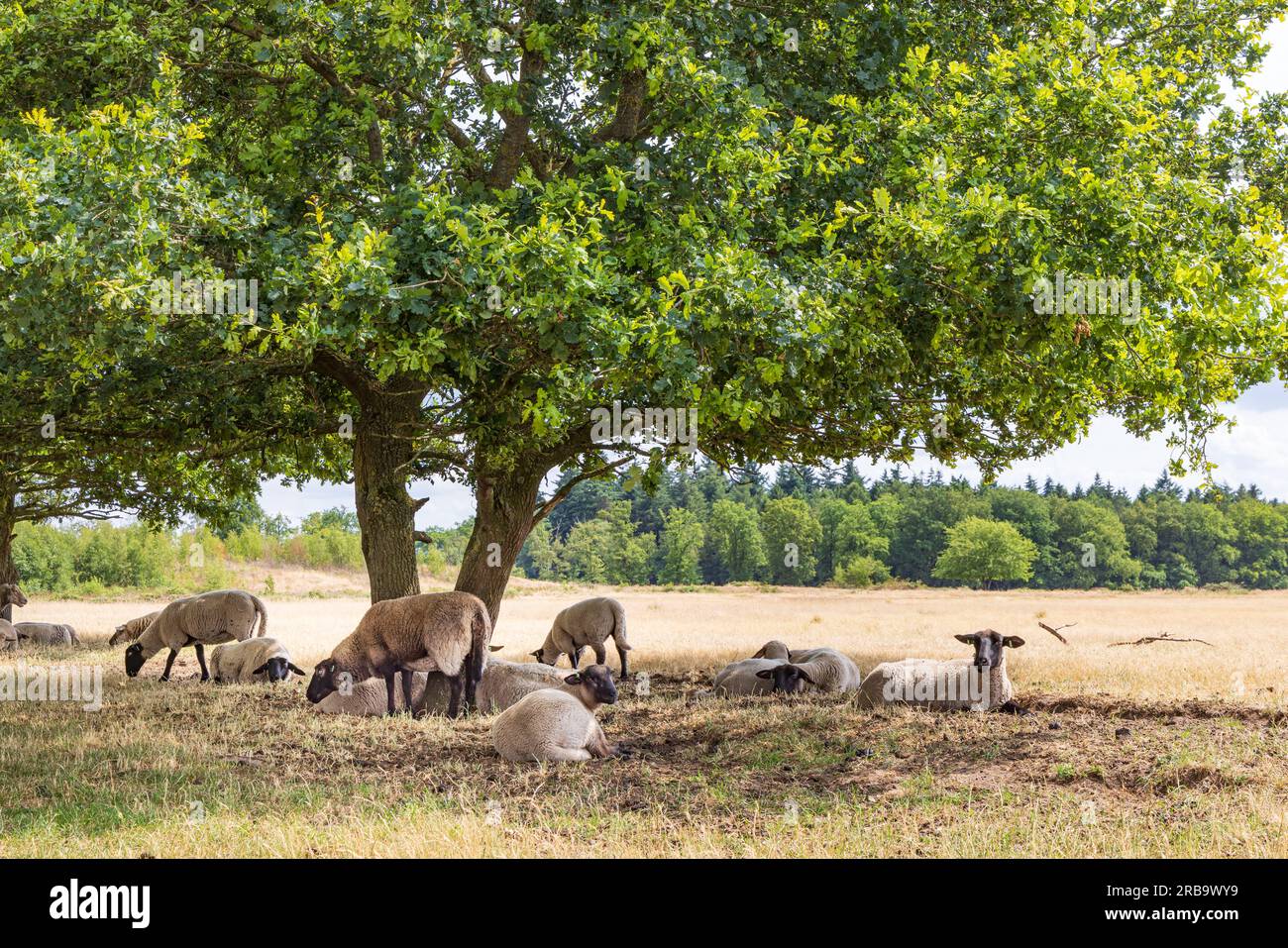 Sheep under big oak tree hiding for the sun in nature park Molenveld in ...