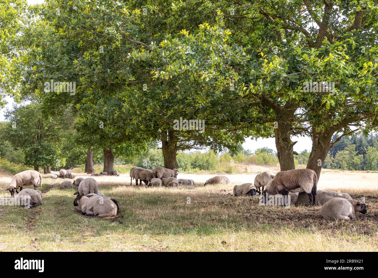 Sheep under big oak tree hiding for the sun in nature park Molenveld in ...