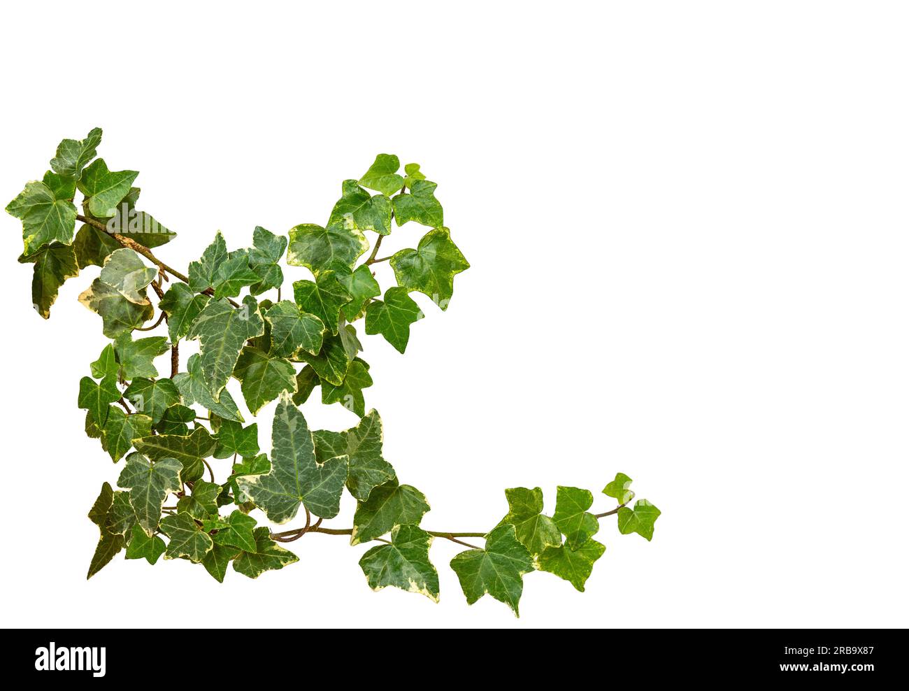 Ivy branch as frame border isolated on white with clipping path ...